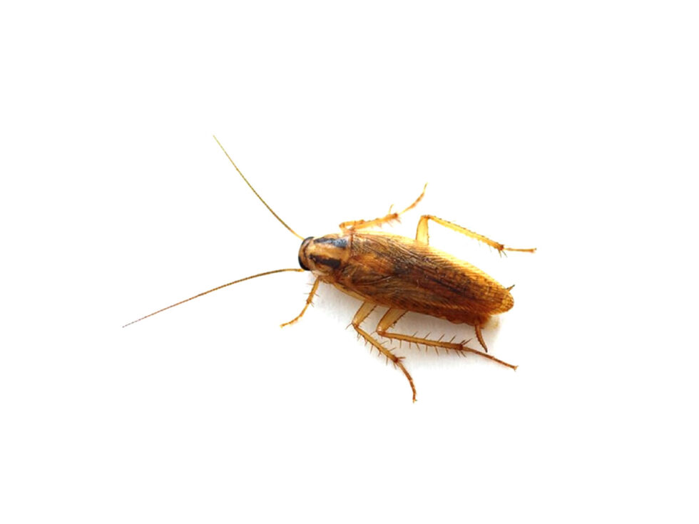 Cucaracha alemana | Bio control de plagas y fumigaciones en Saltillo ...